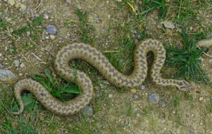 Snakes in the Black Forest and Baden-Wurttemberg - Germany Guide