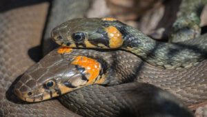 Snakes in the Black Forest and Baden-Wurttemberg - Germany Guide